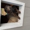 Dog House | Faithful Structures